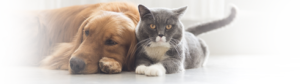 Pets & Blastomycosis - MiraVista Veterinary Diagnostics