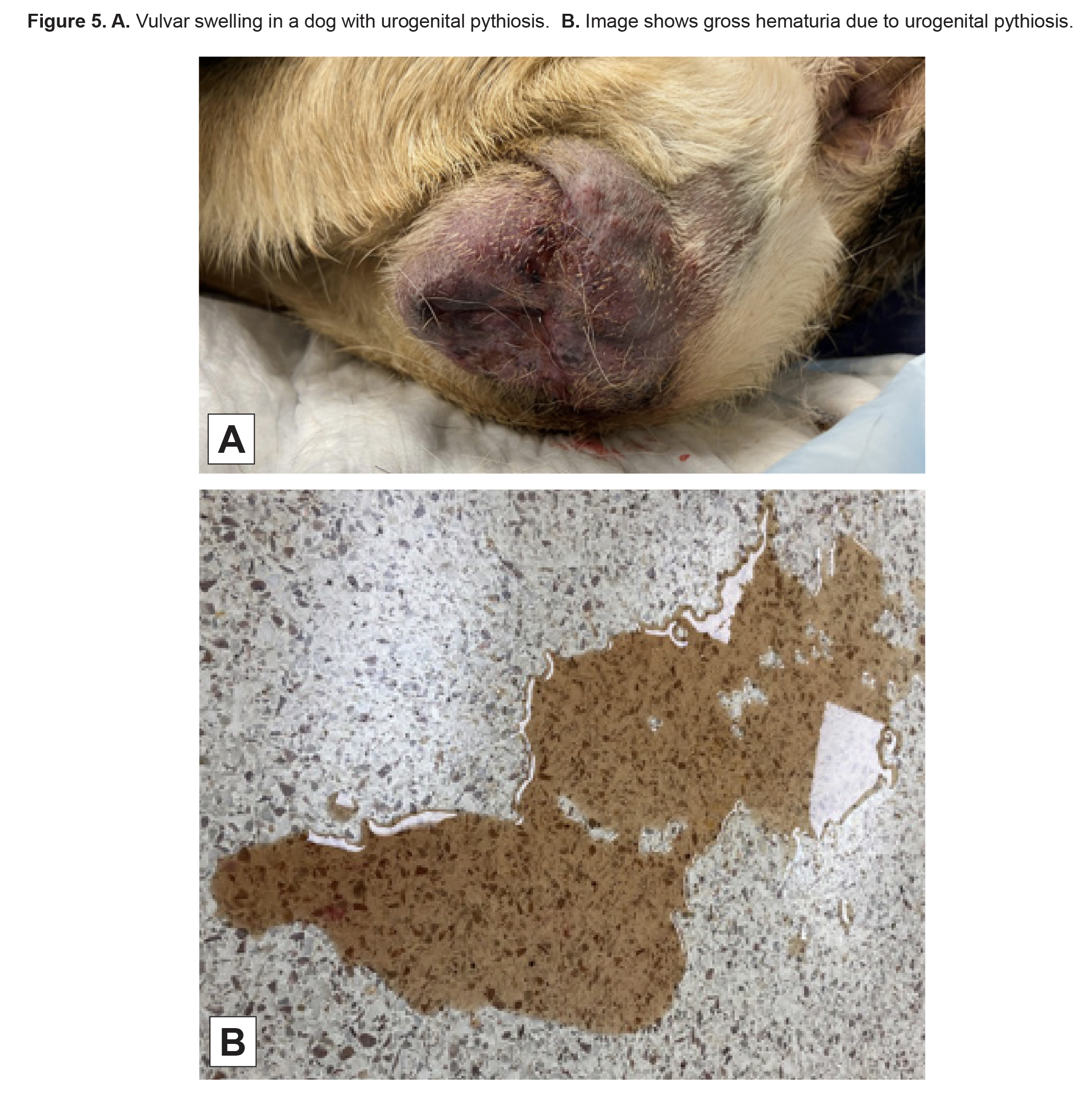 Pythiosis Histopathology
