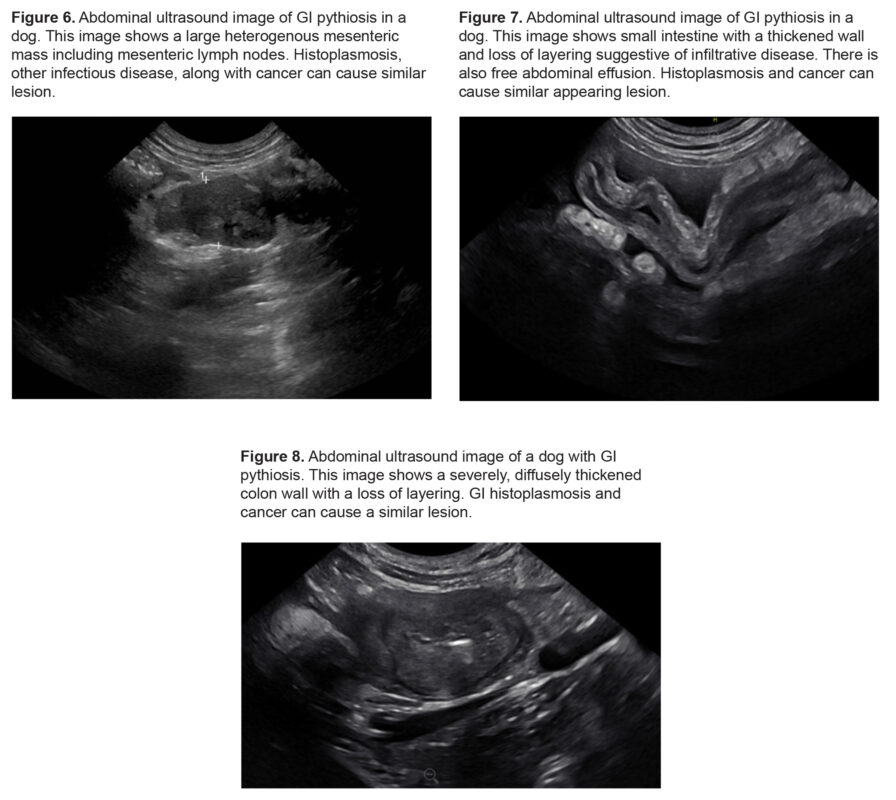 Pythiosis in Small Animals - MiraVista VETERINARY Diagnostics