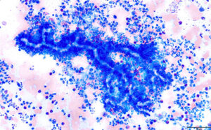 Pythiosis in Small Animals - MiraVista VETERINARY Diagnostics