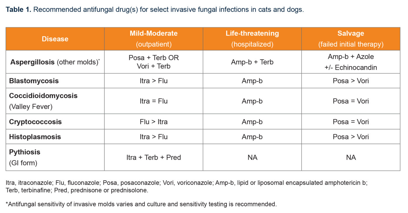 When to Stop Antifungal Medication(s) - MiraVista VETERINARY Diagnostics