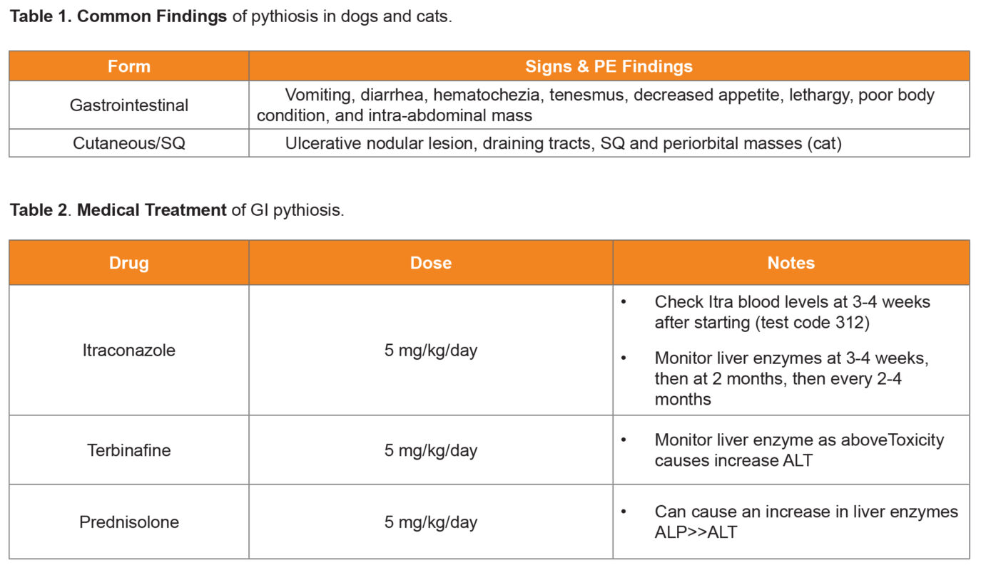 Pythiosis in Small Animals - MiraVista VETERINARY Diagnostics