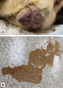 Pythiosis in Small Animals - MiraVista VETERINARY Diagnostics